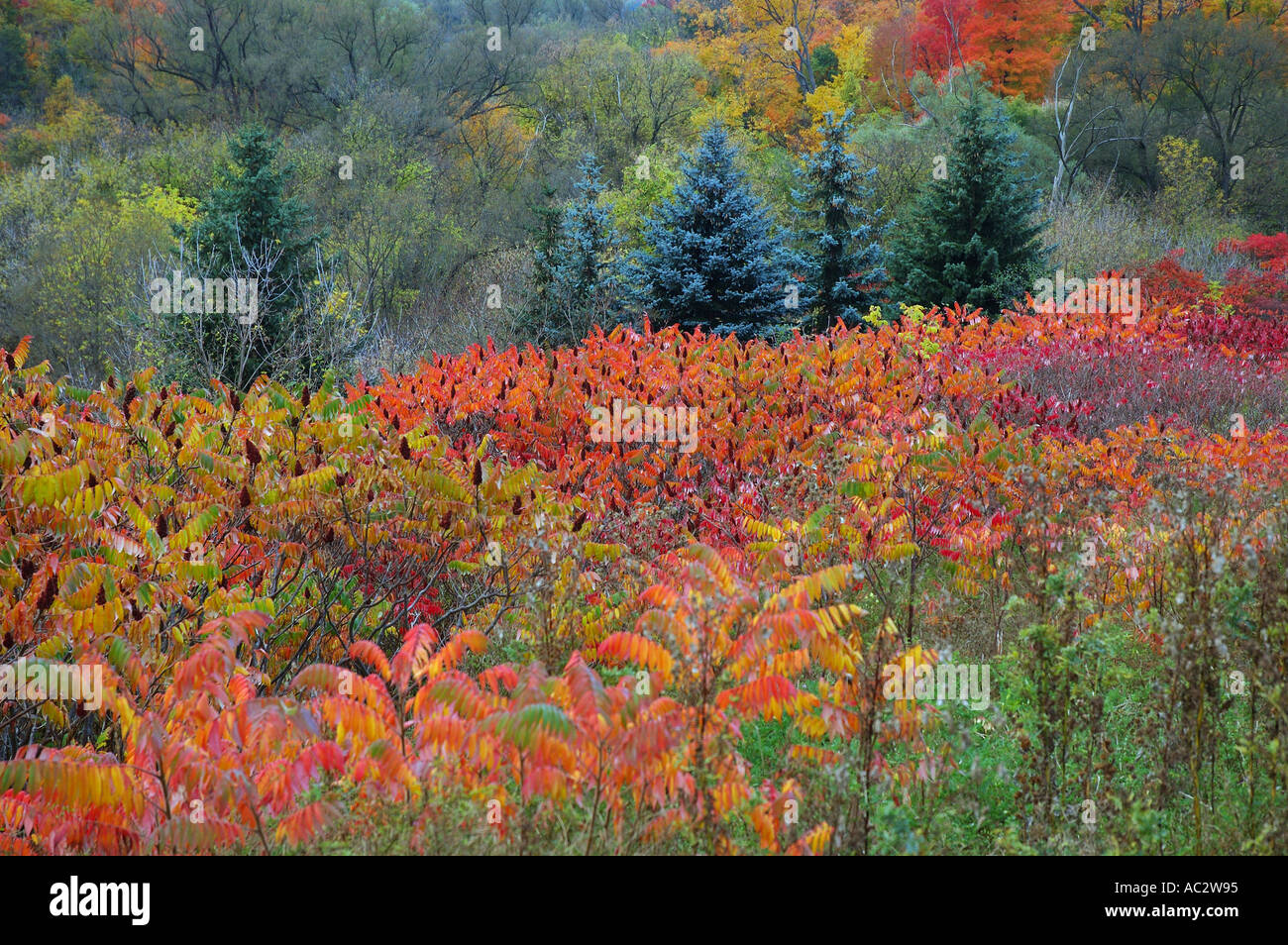 Wild Red sumac and blue spruce in a Fall landscape Toronto Stock Photo ...