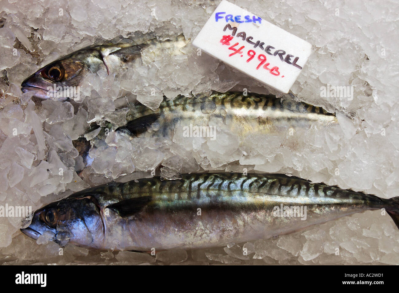 Fresh Mackerel fish on ice Toronto market Stock Photo - Alamy