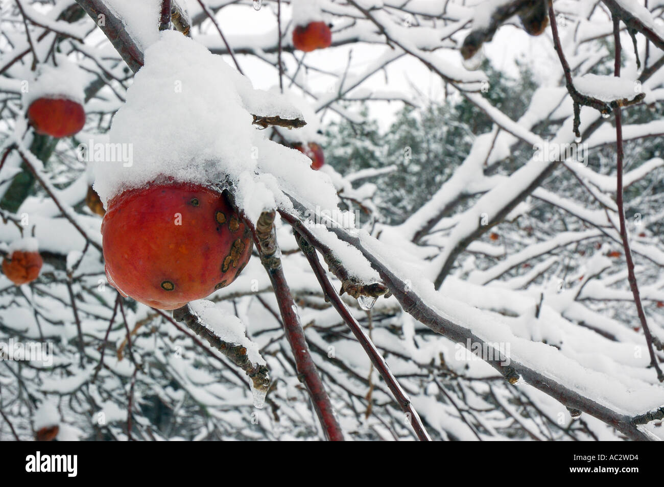 Diseased apple tree hi-res stock photography and images - Alamy