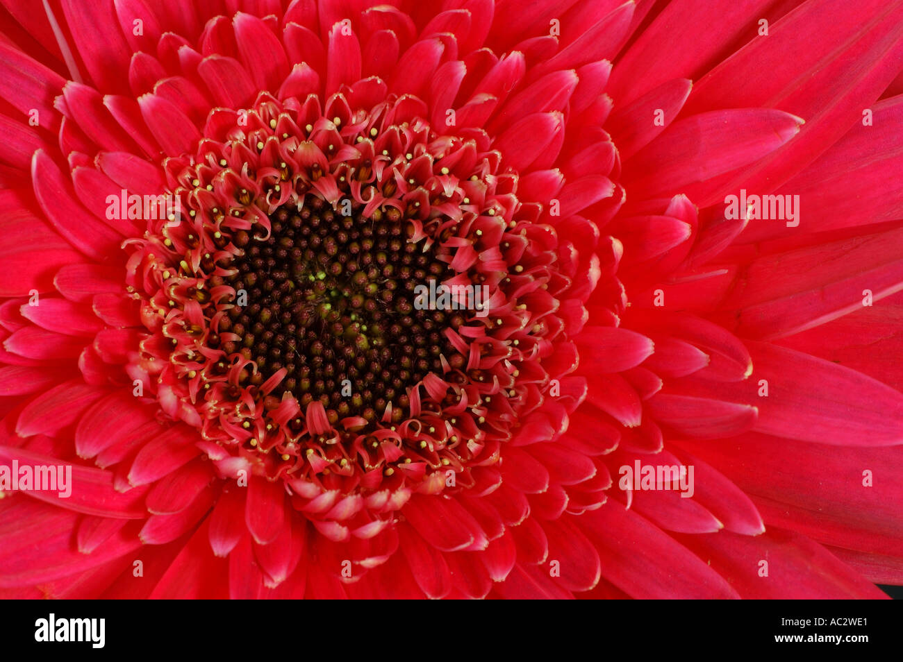 Daisy red centre hi-res stock photography and images - Alamy
