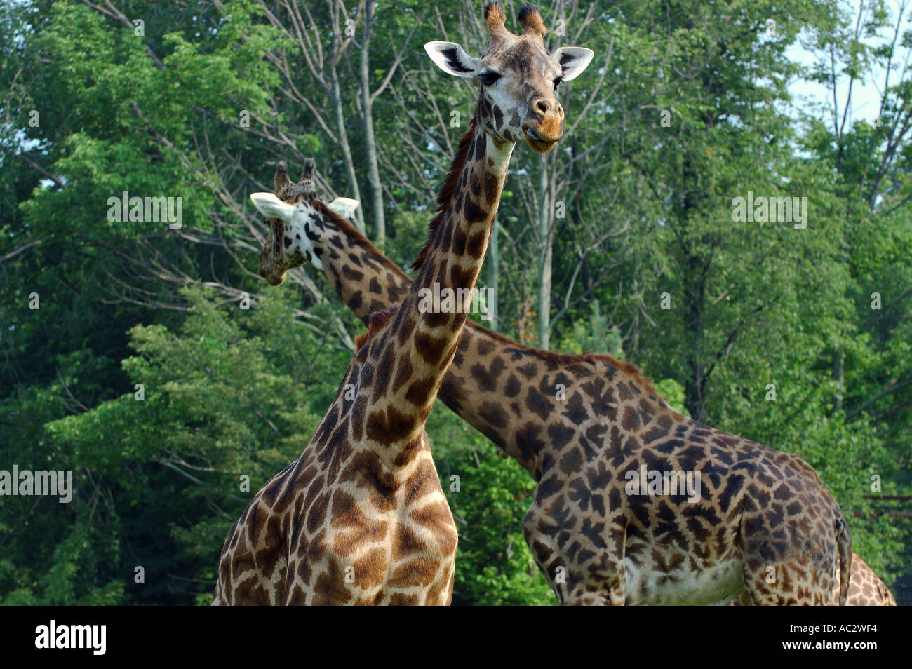 Two giraffes making a cross with their long necks Stock Photo - Alamy