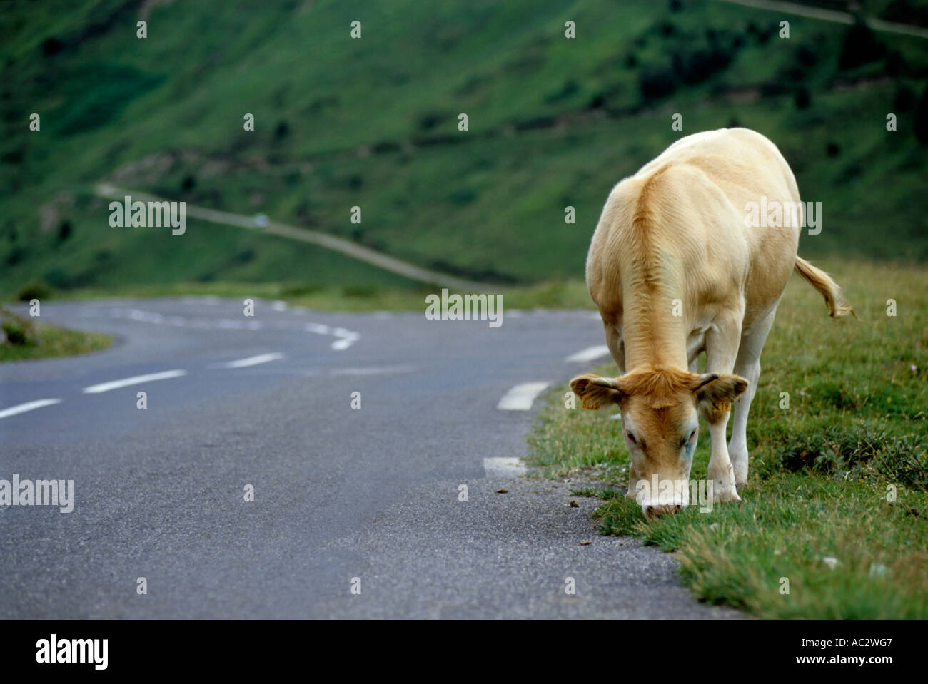 France pyrenees mountains pic du midi a cow grazing on a countryside ...