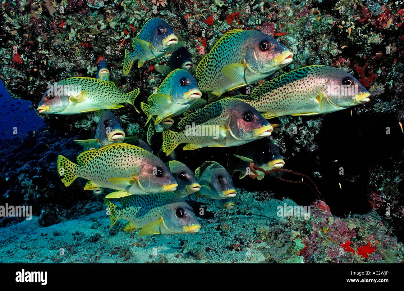 Sweet lip fish hi-res stock photography and images - Alamy