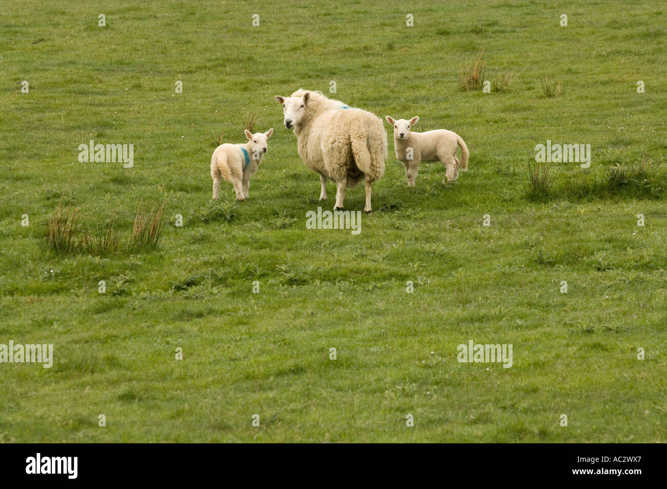 Cheviot sheep, Ovis aries, with twins looking back, Isle of Skye ...
