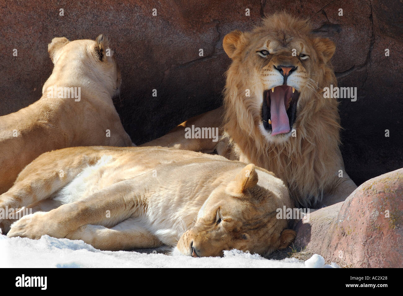 Lion in den hi-res stock photography and images - Alamy