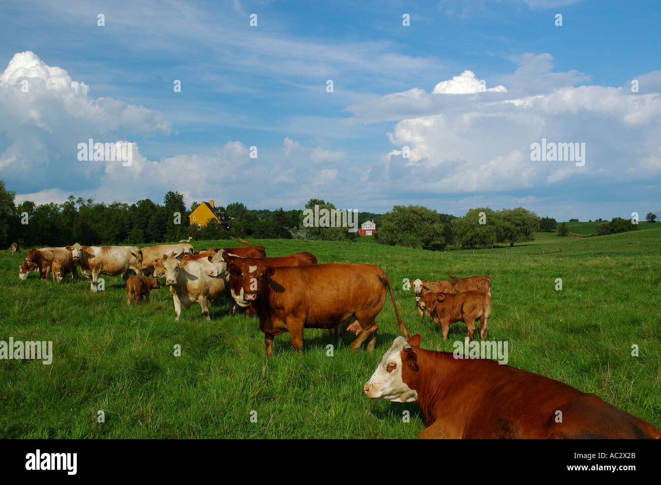 Guernsey milk cow herd with calves in a pasture Stock Photo - Alamy