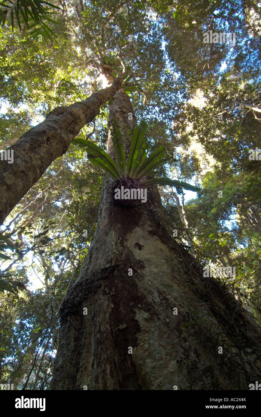 Tree with an epyphytic fern growing from it and a blue sky in the ...