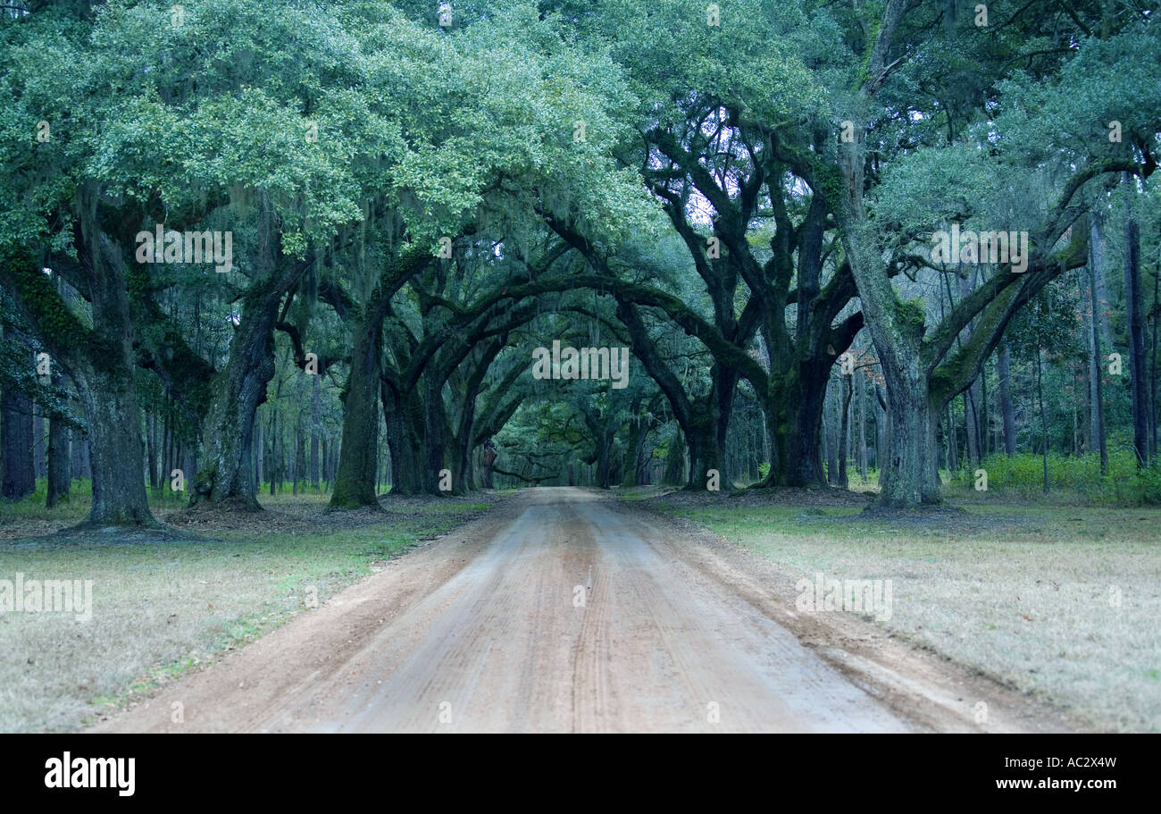 Oak trees hi-res stock photography and images - Alamy