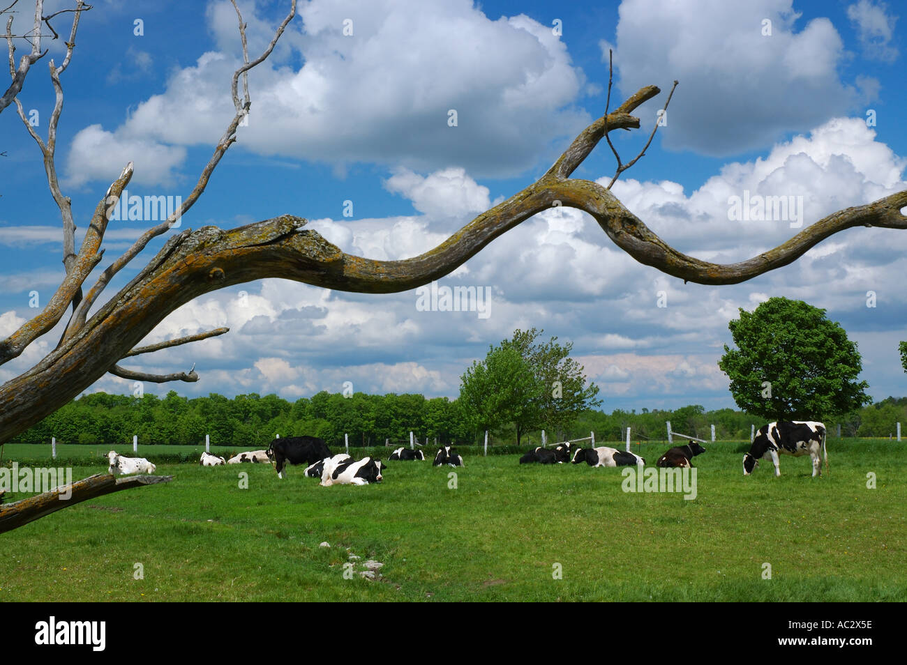 Dead cow in field cattle hi-res stock photography and images - Alamy