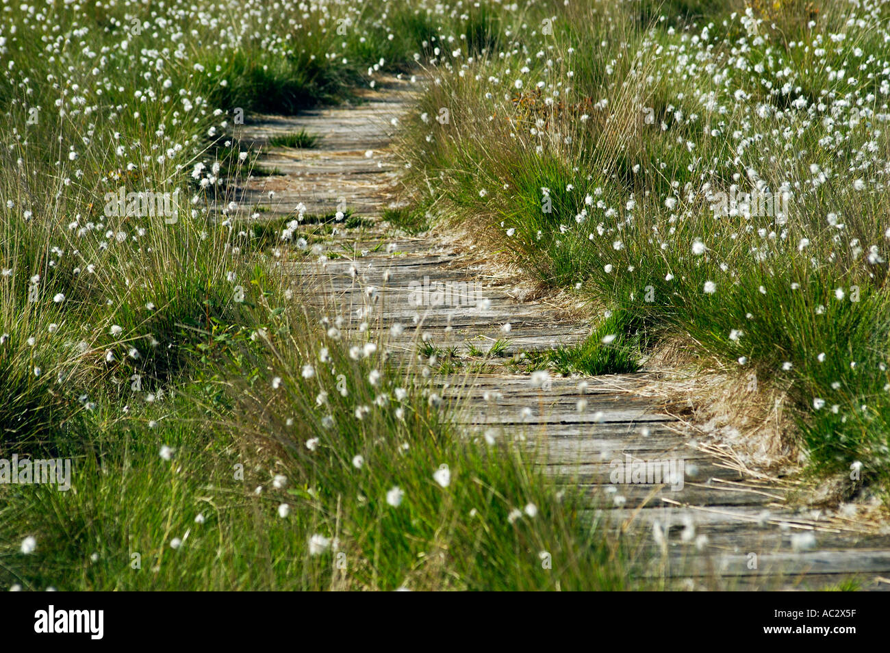 Wooden path through wetlands Stock Photo - Alamy