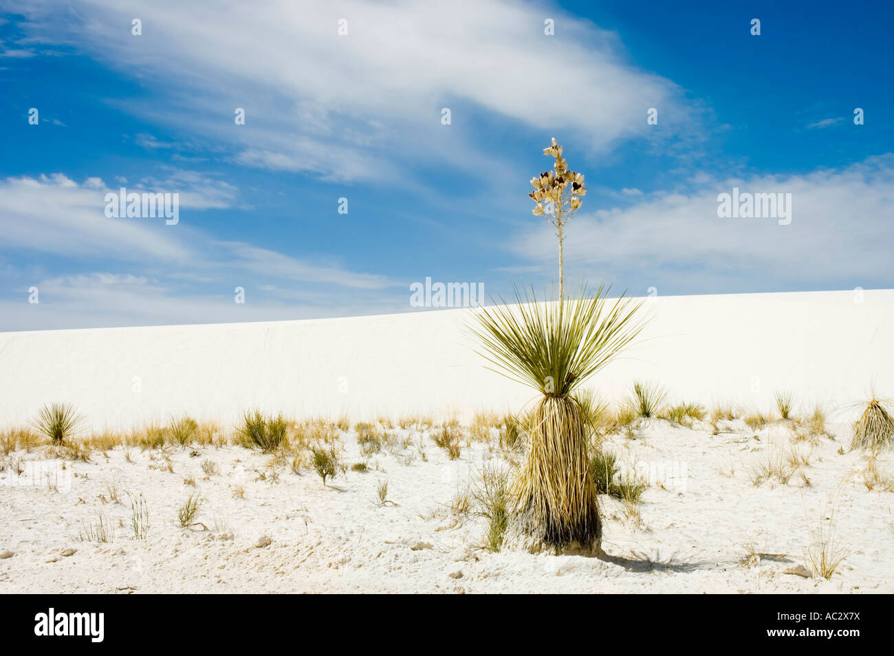 A soapweed Yucca glauca Stock Photo - Alamy