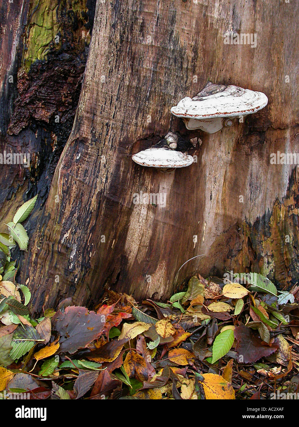 mushroom and fall leaves at the foot of a dead tree Stock Photo - Alamy