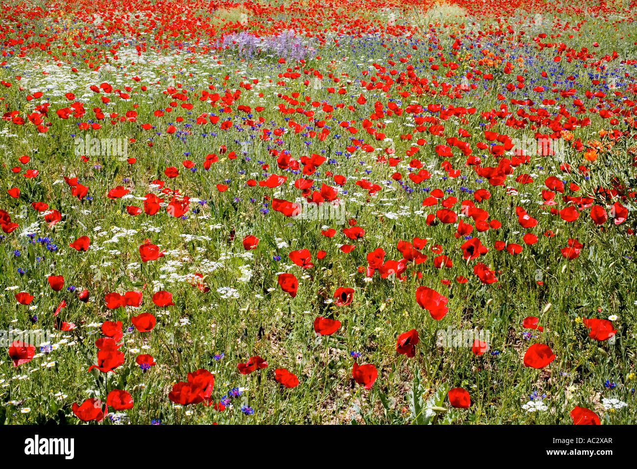 Field of European poppies, Turkey Stock Photo - Alamy