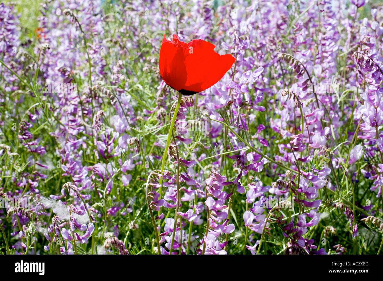 European poppy, central Turkey Stock Photo - Alamy