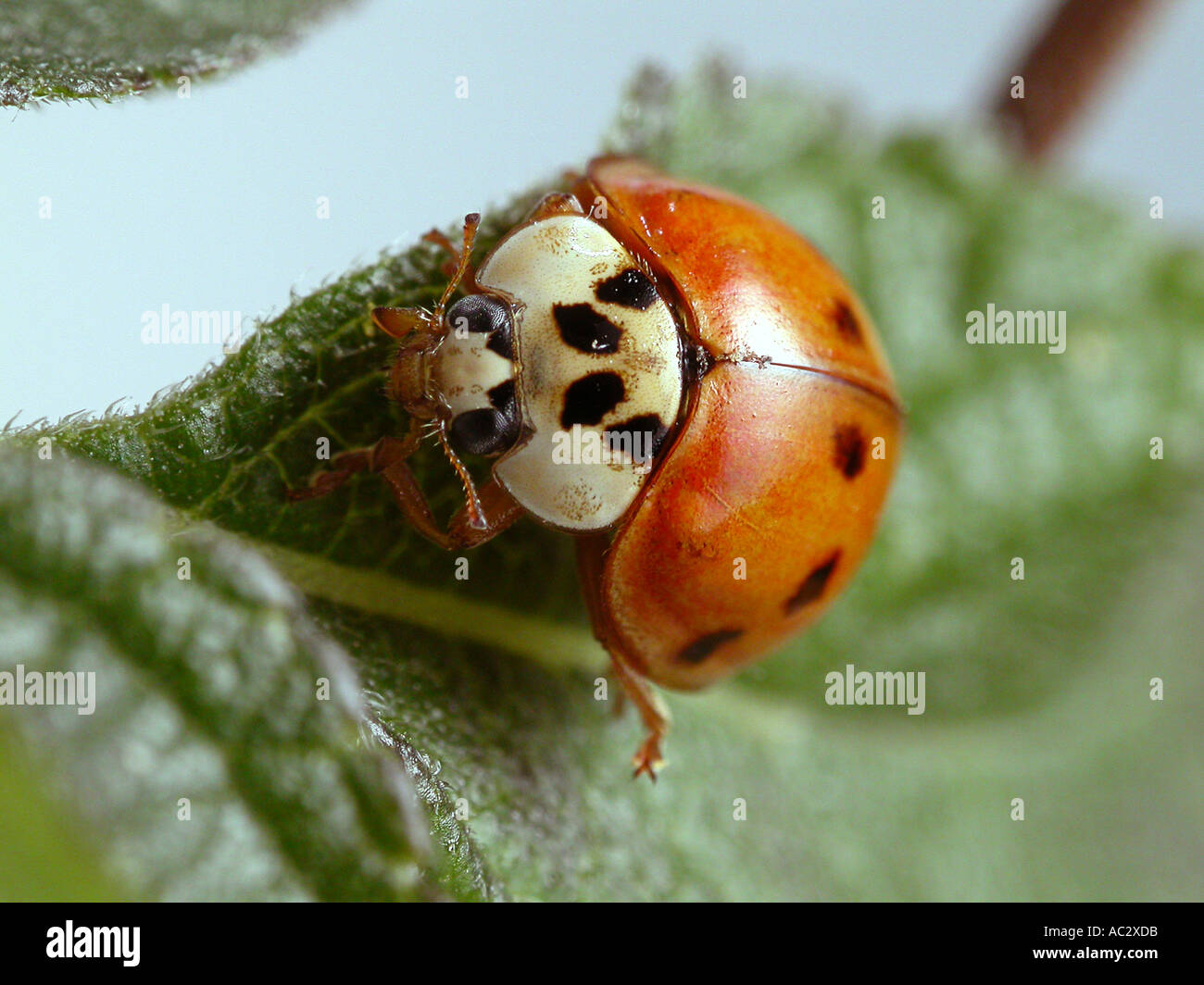 Ladybug face up close hi-res stock photography and images - Alamy