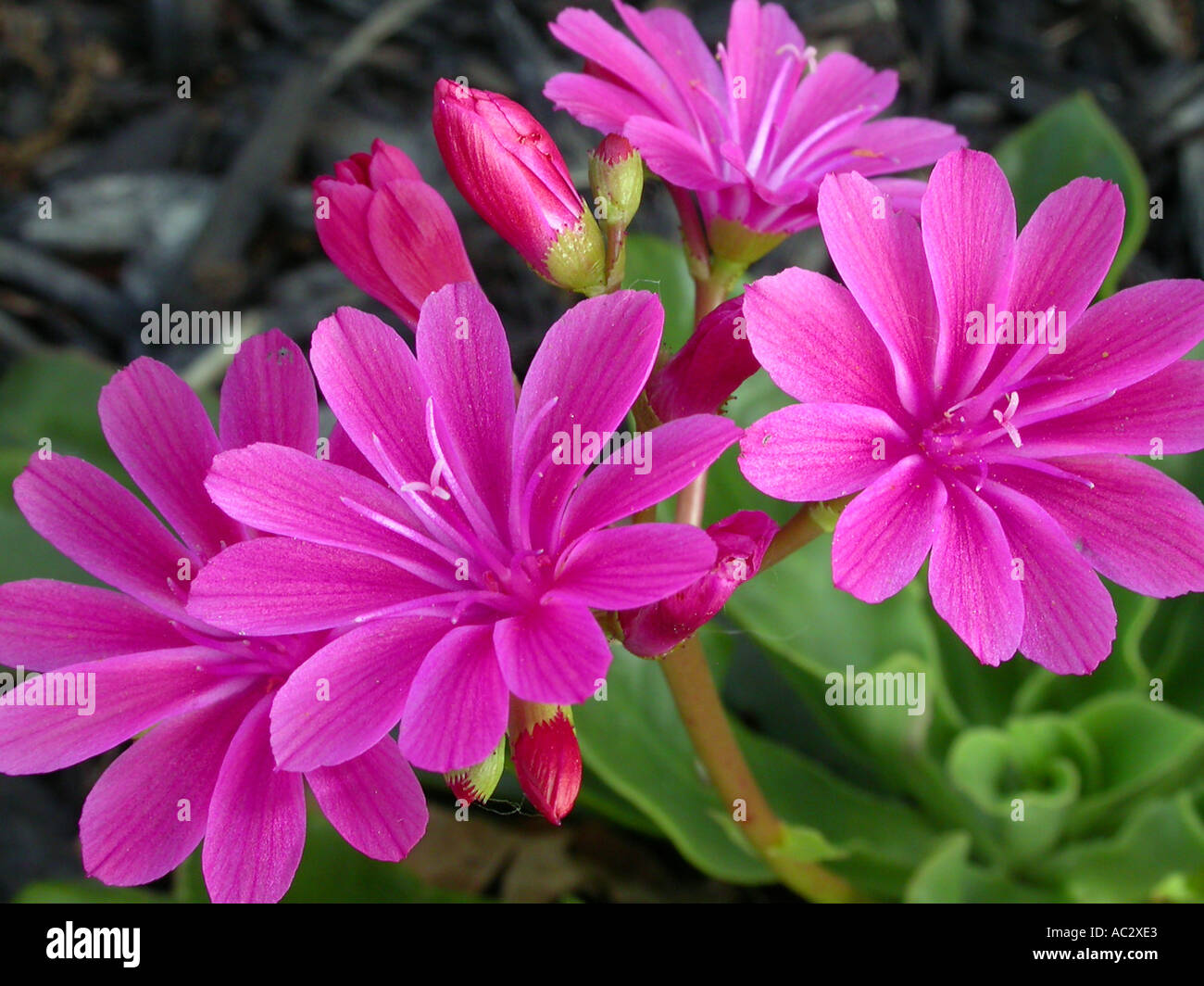 Pink Bitterroot flower Stock Photo - Alamy