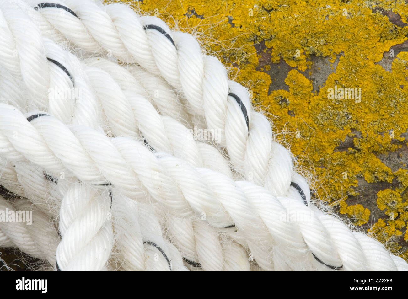 Rope on rocks covered by maritime sunburst lichen, Xanthoria parietina ...