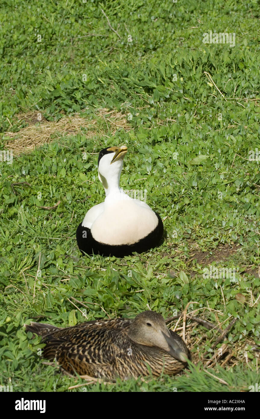 Common eider duck (Somateria mollissima) pair nesting, Farne Islands ...