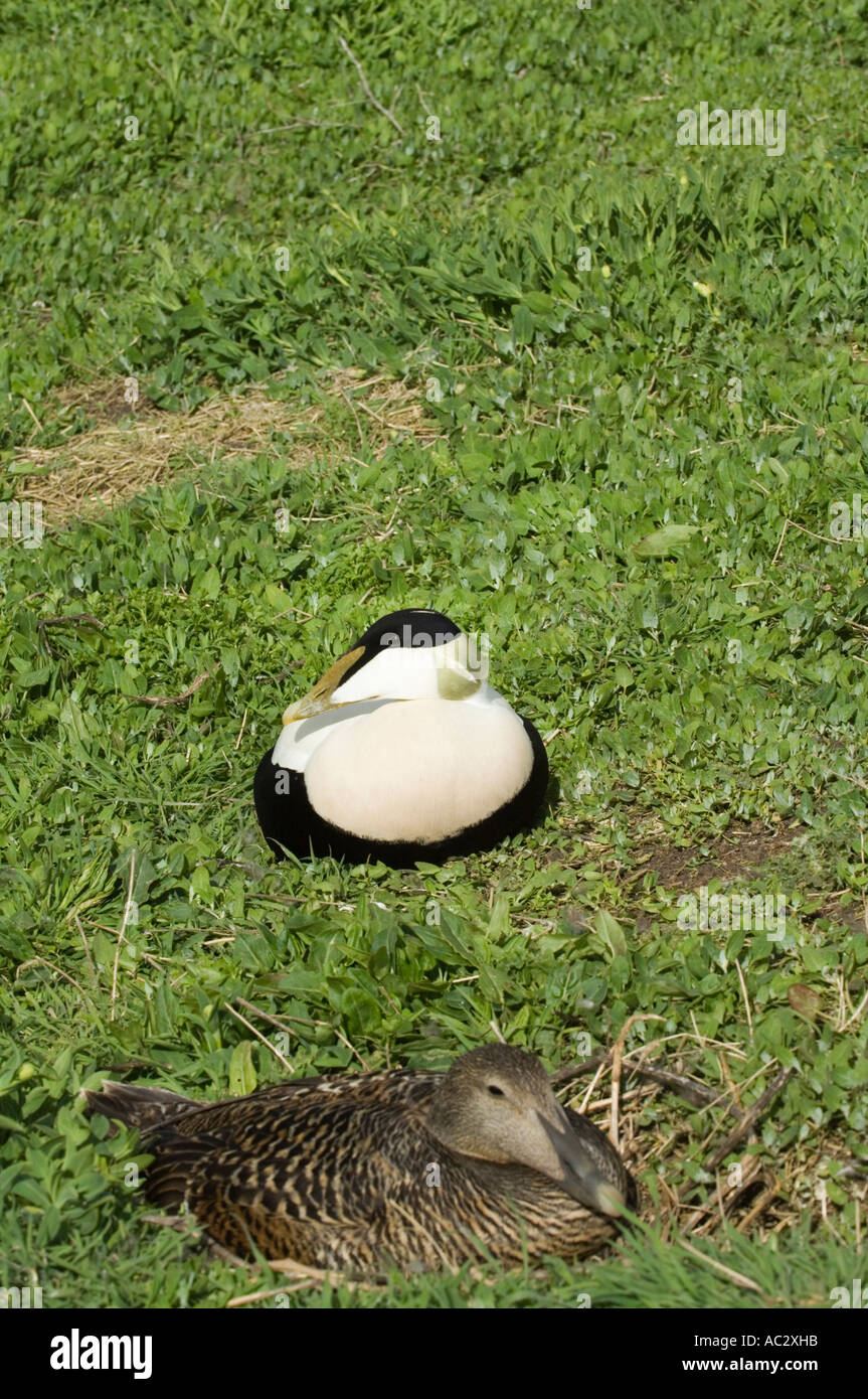 Common eider pair nesting, Somateria mollissima, Farne Island ...