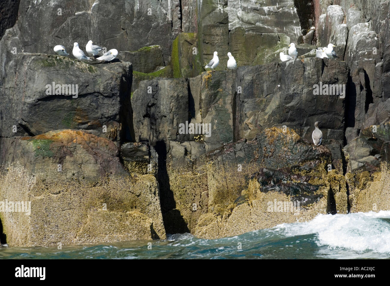 Flock of common gulls, Larus canus, Farne Islands, Northumberland ...