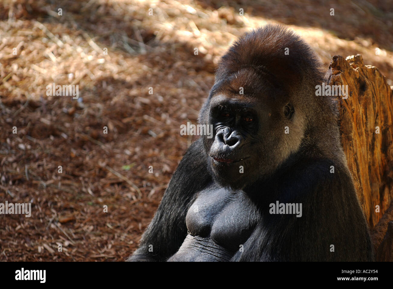 Male Gorilla relaxing on a stump Stock Photo - Alamy