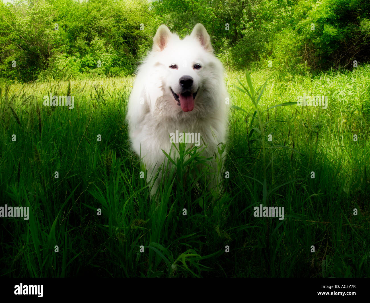 Beautiful Samoyed dog outdoors Stock Photo - Alamy