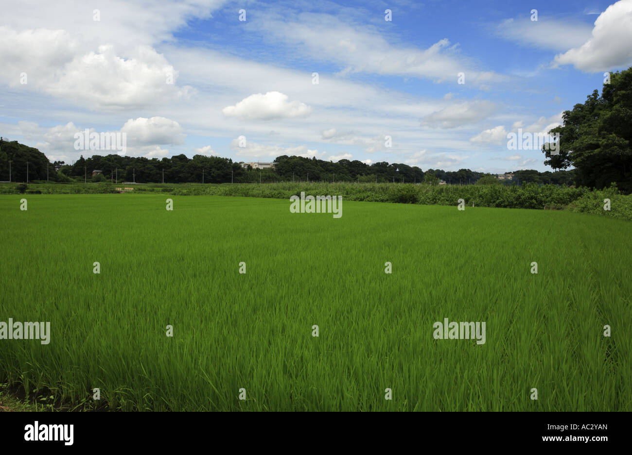 Rice field in Chiba Prefecture, Japan Stock Photo - Alamy