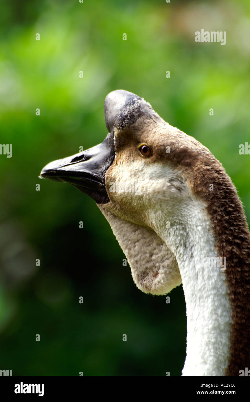 Animals knob goose hi-res stock photography and images - Alamy