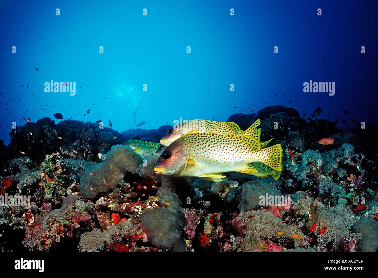 Sweet lip fish hi-res stock photography and images - Alamy
