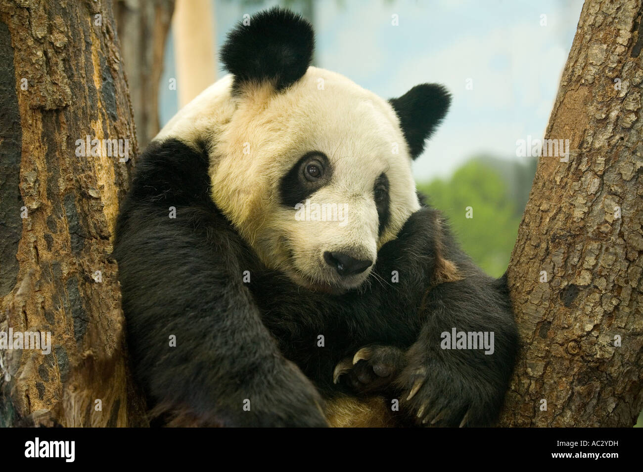 Giant panda in Memphis Zoo, Tennessee Stock Photo - Alamy