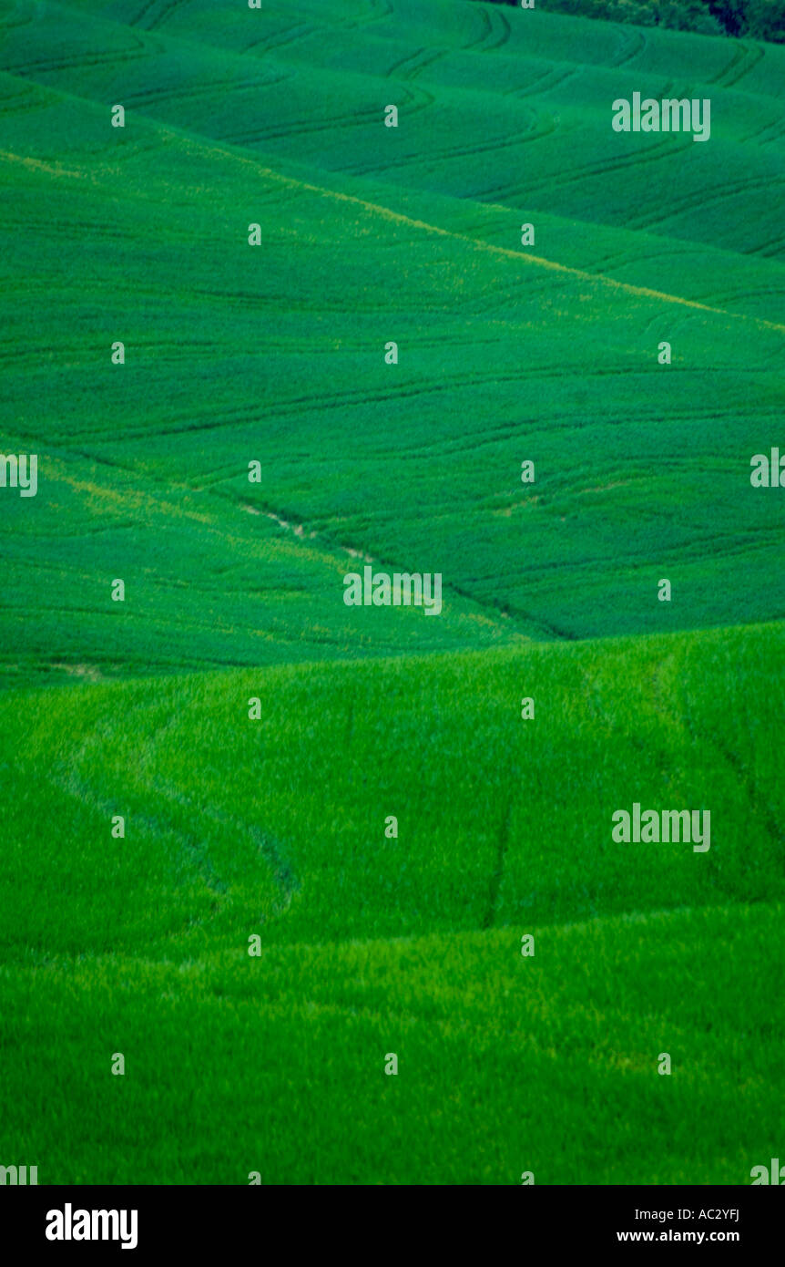 Green rolling fields of wheat Stock Photo - Alamy