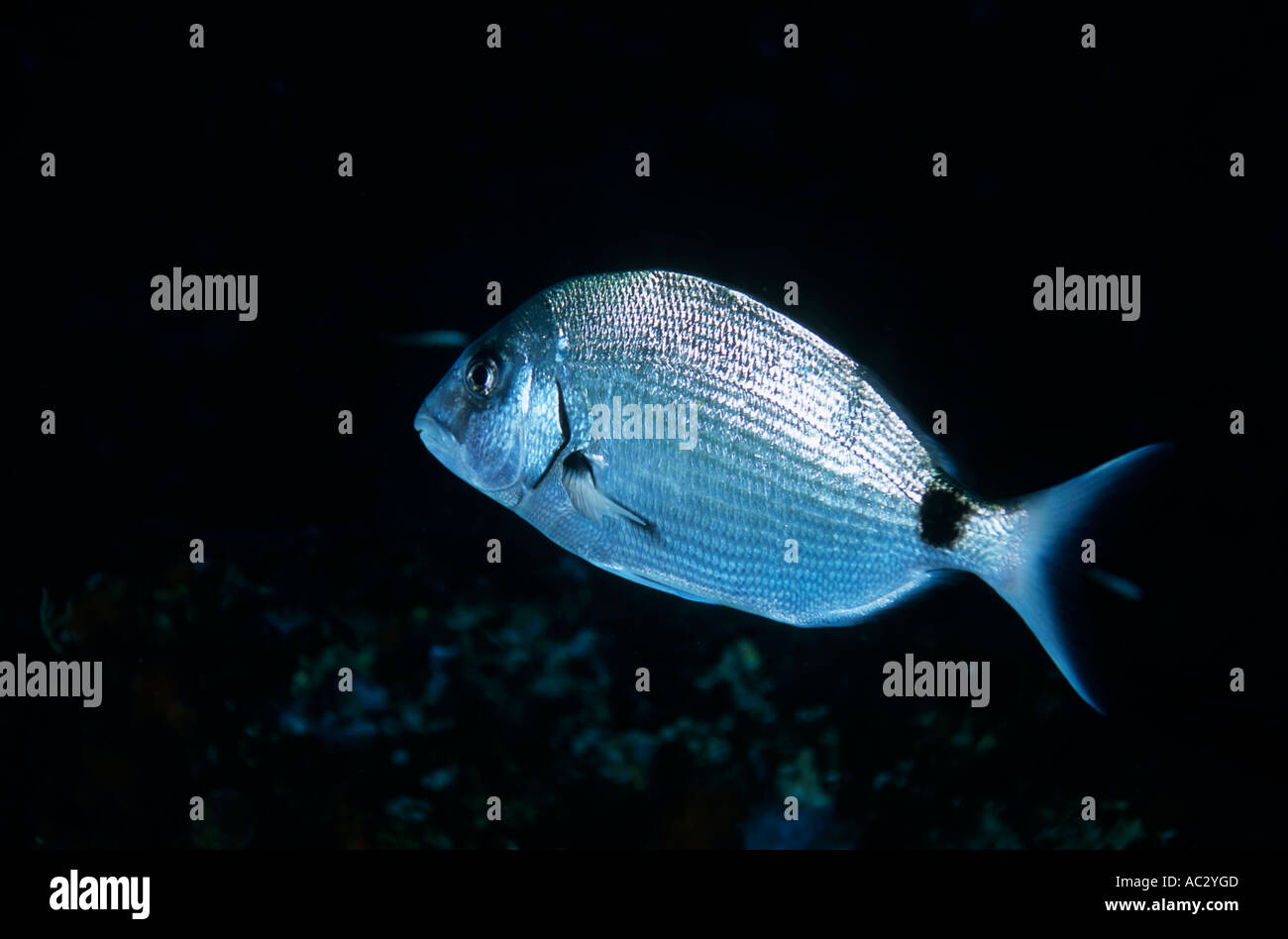 Common Two Banded Seabream (Diplodus vulgaris) swimming in blue waters ...