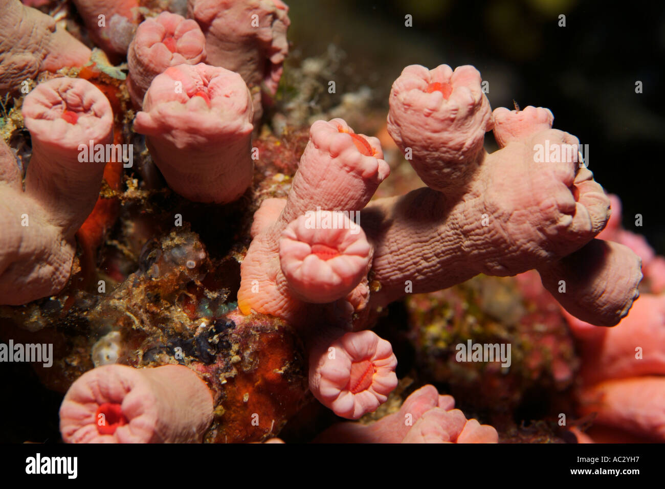 Faulkner's coral - tubastraea faulkneri dendrophylliidae stony coral ...