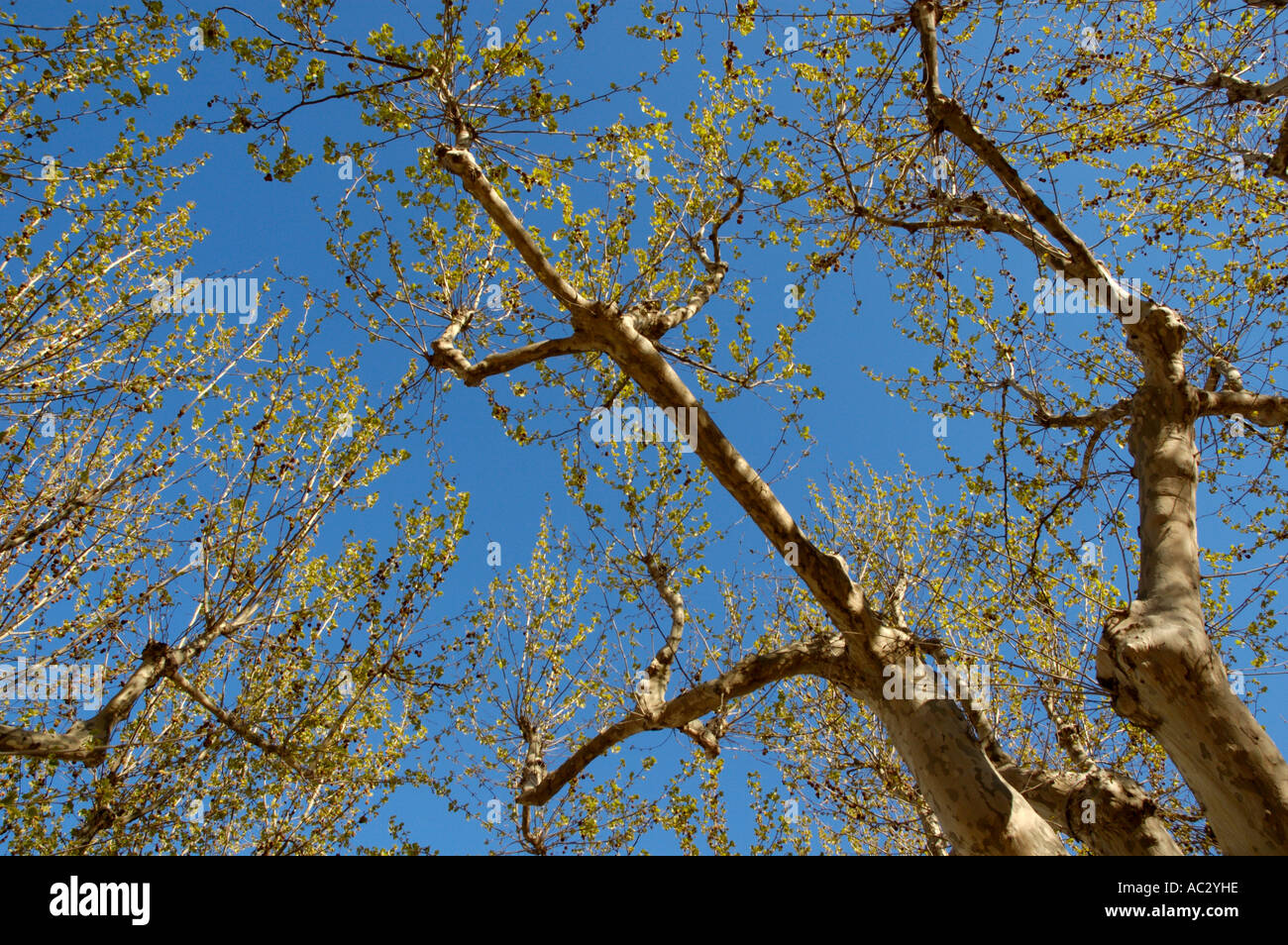 Plane tree at springtime Stock Photo - Alamy