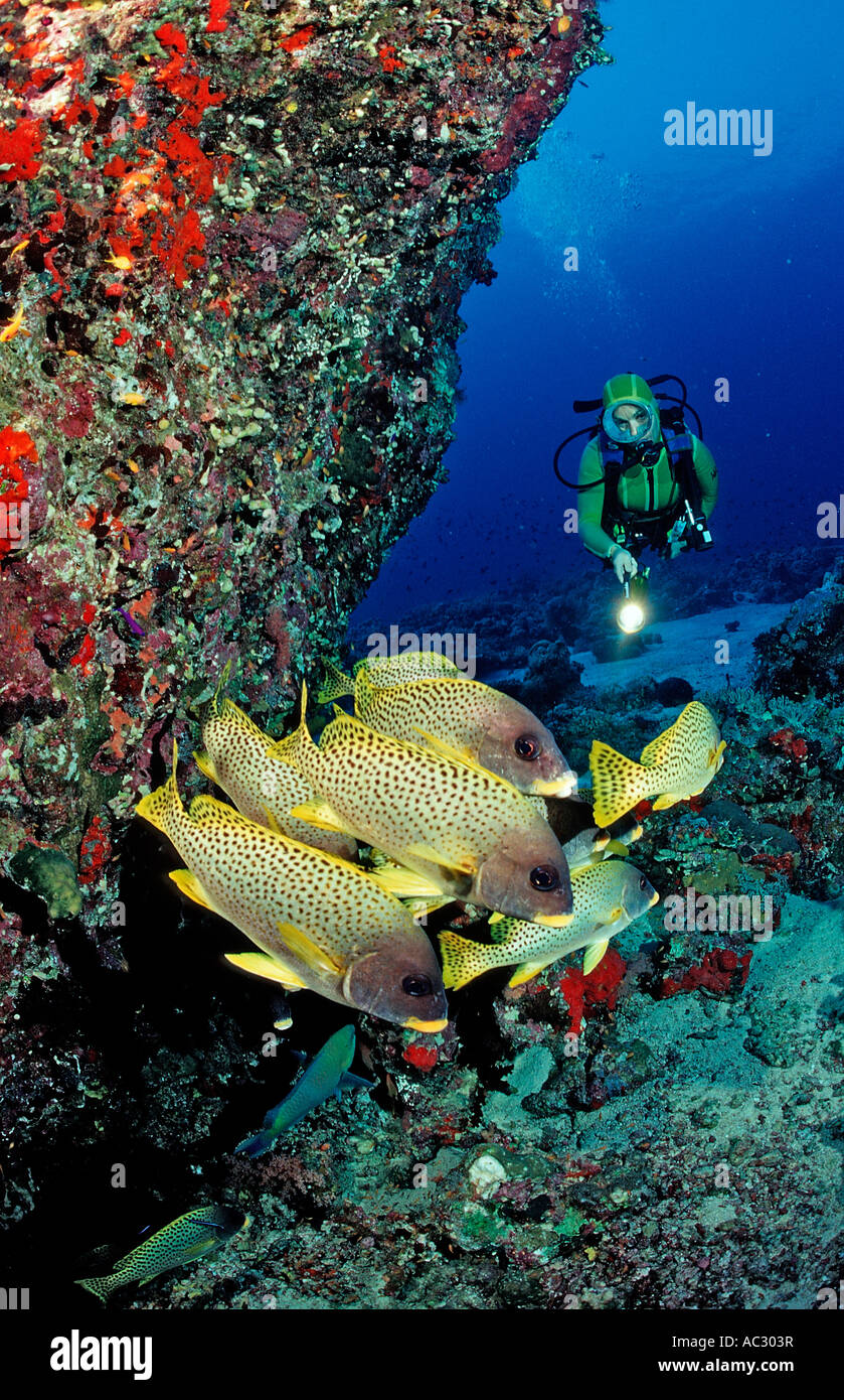 Blackspotted sweetlips and scuba diver Plectorhinchus gaterinus Sudan ...