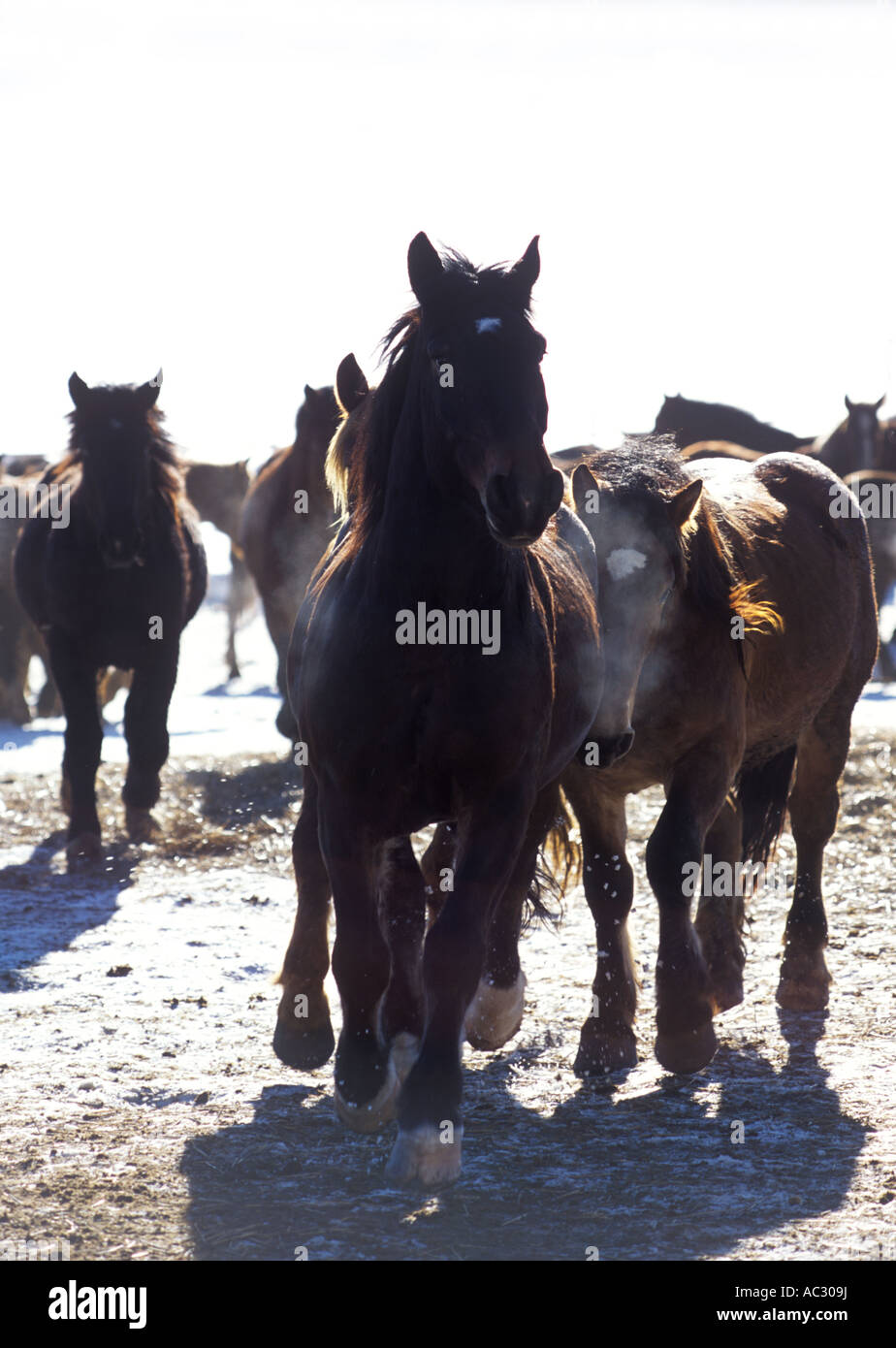 Horses in Muranska planina mountains Slovakia Stock Photo - Alamy