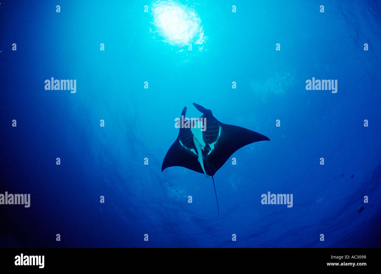 Manta rays red sea hi-res stock photography and images - Alamy