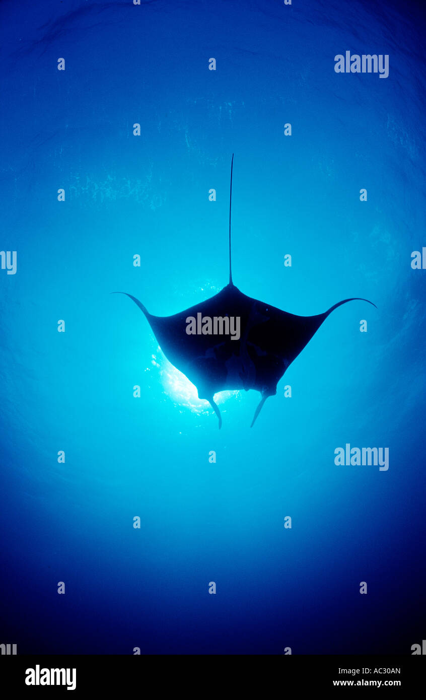 Manta ray Manta birostris Sudan Africa Red Sea Stock Photo - Alamy
