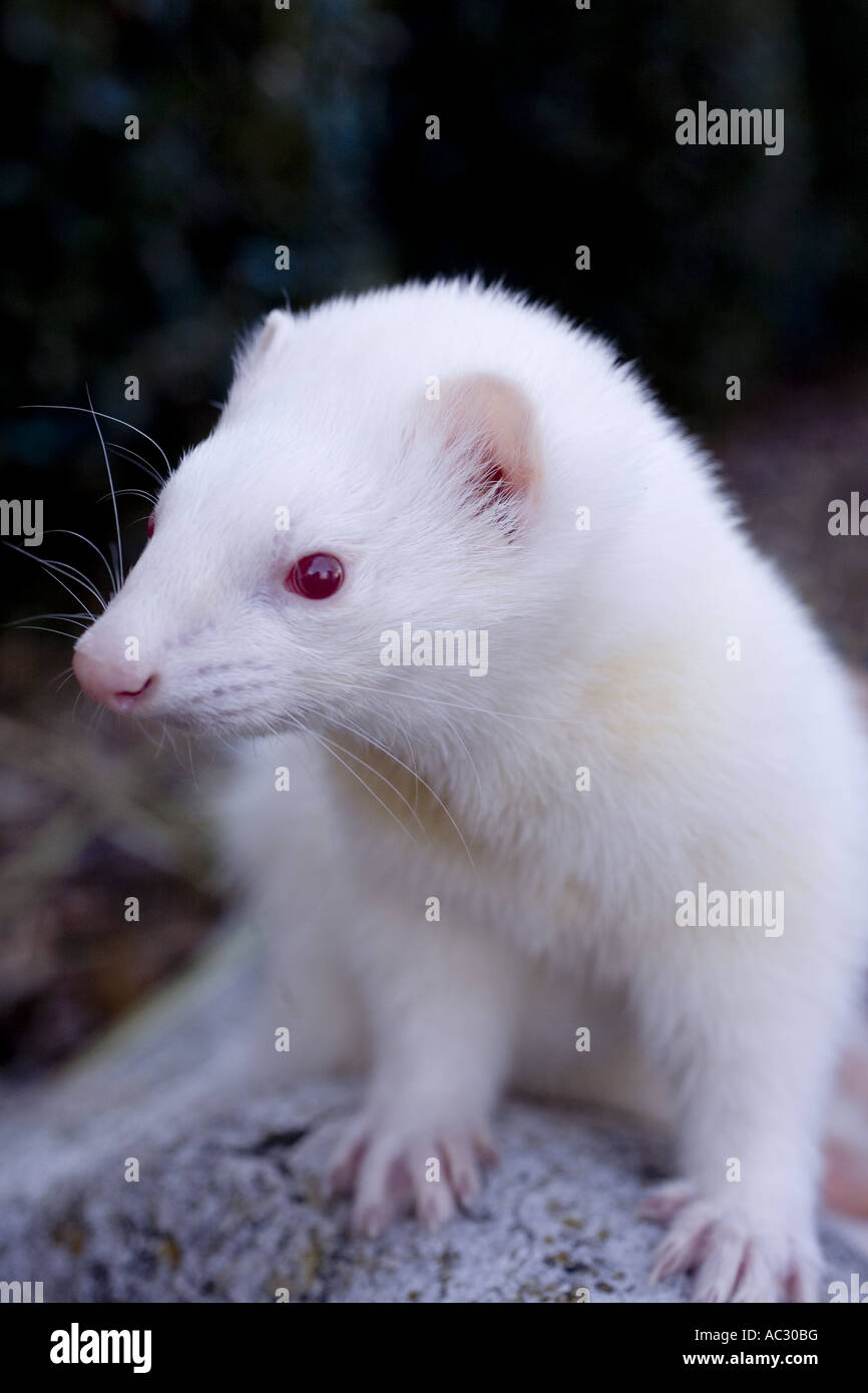 Rare ferrets hi-res stock photography and images - Alamy