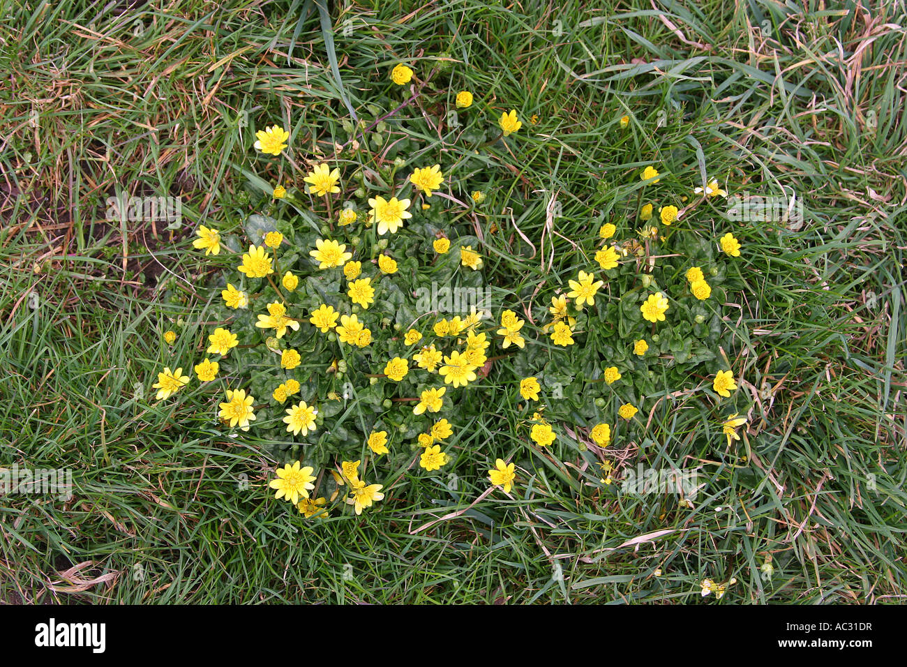 Small yellow wild flowers in a clump Stock Photo - Alamy