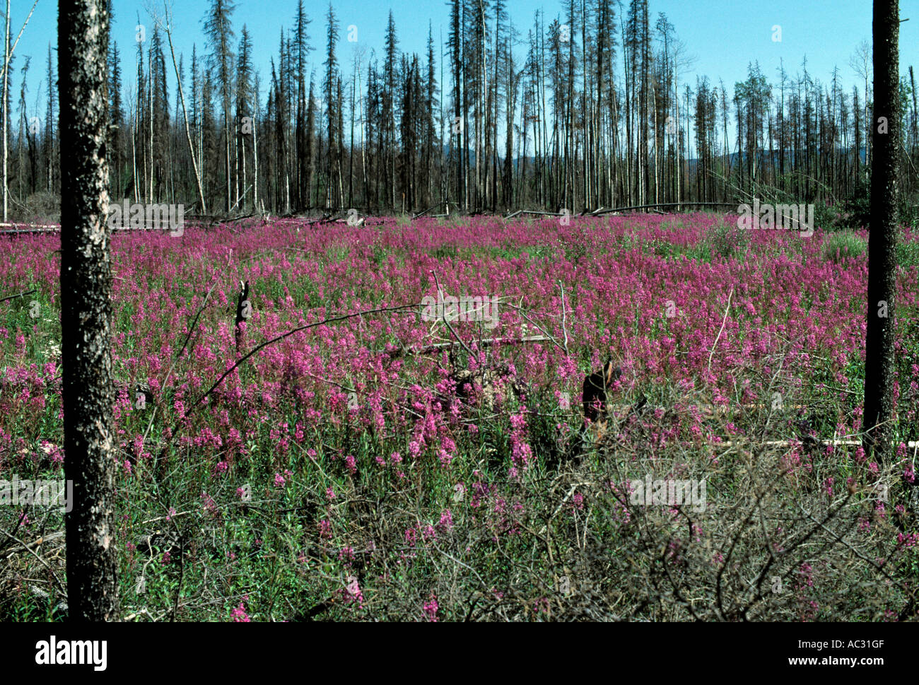 fire weed growing in profusion after lightning fires in canada ...