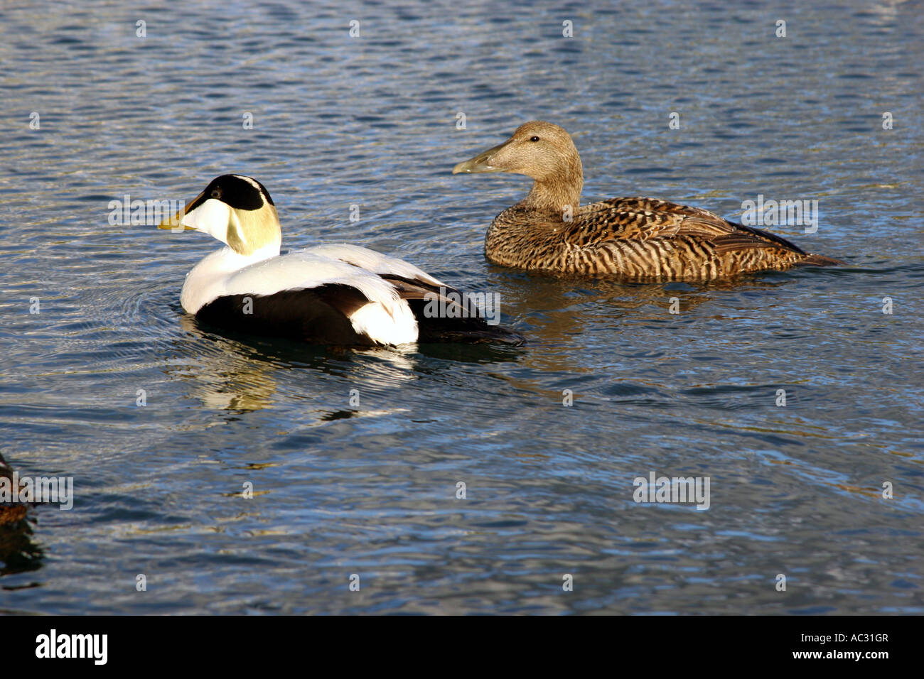 Shot of Male and Female Eider ducks in Northumberland Stock Photo - Alamy