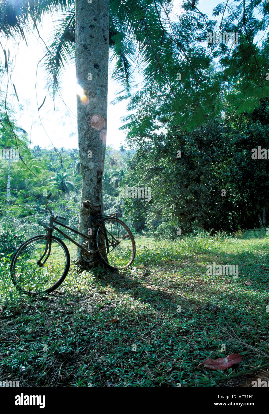 two wheeled bicycle against tropical palm tree Stock Photo - Alamy