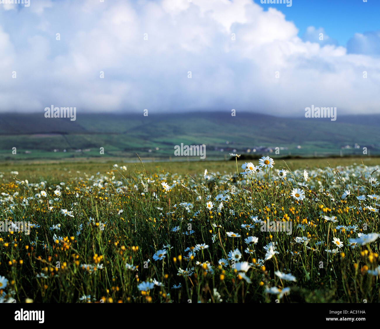 large field of wild flowers in the irish country side, beauty in nature ...