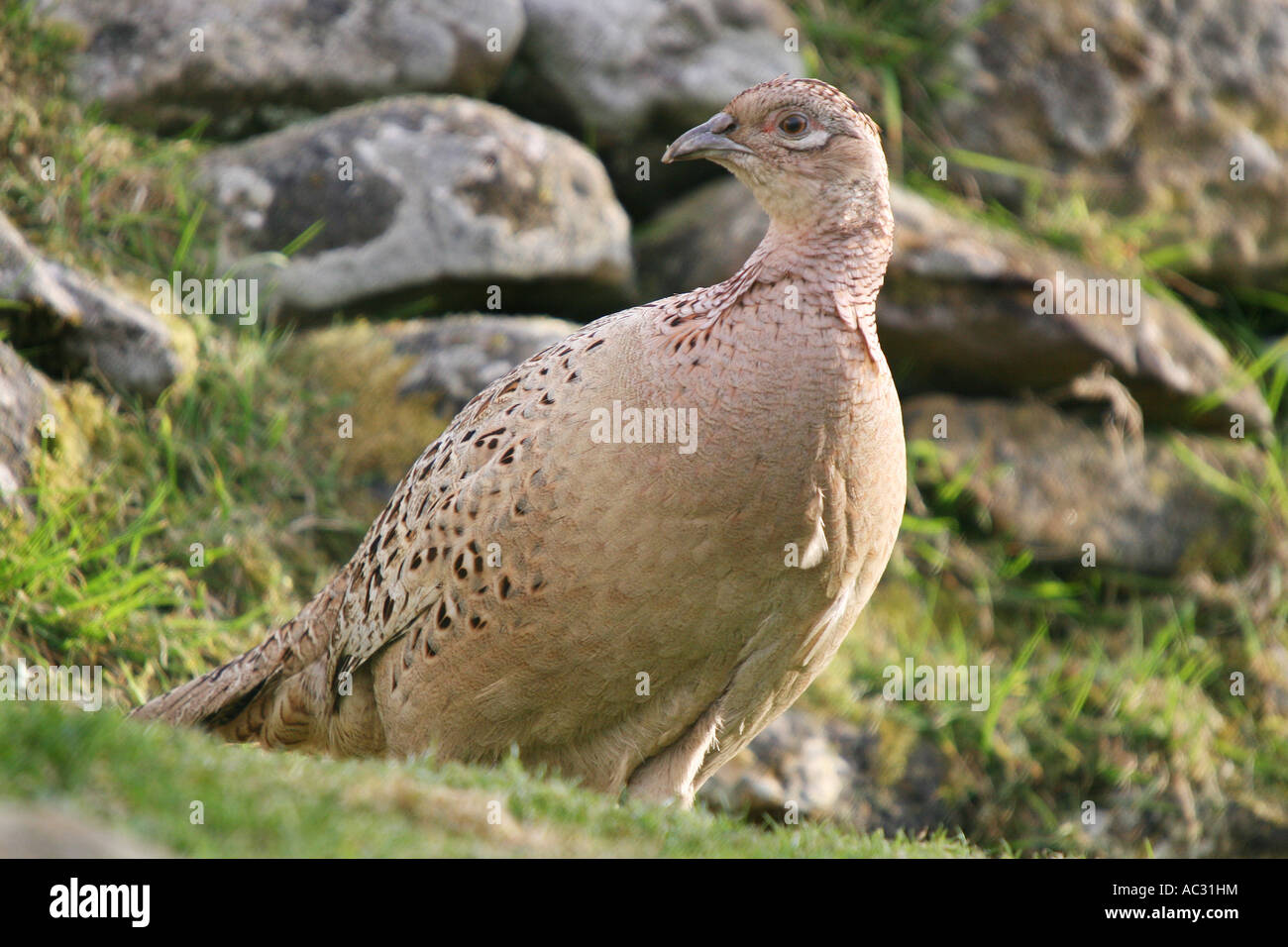 Close shot of female common Pheasant Stock Photo - Alamy