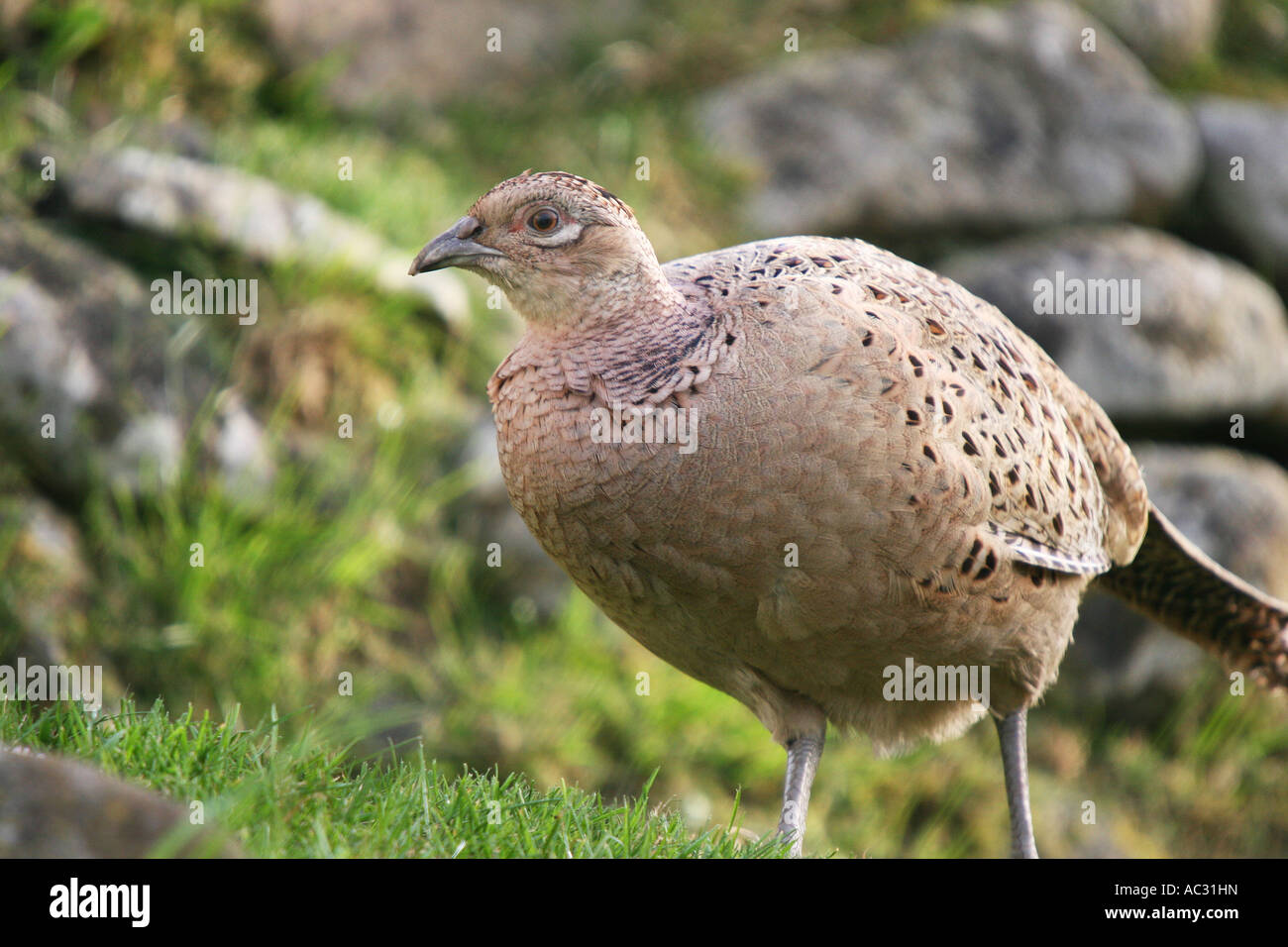 Common pheasant female hi-res stock photography and images - Alamy