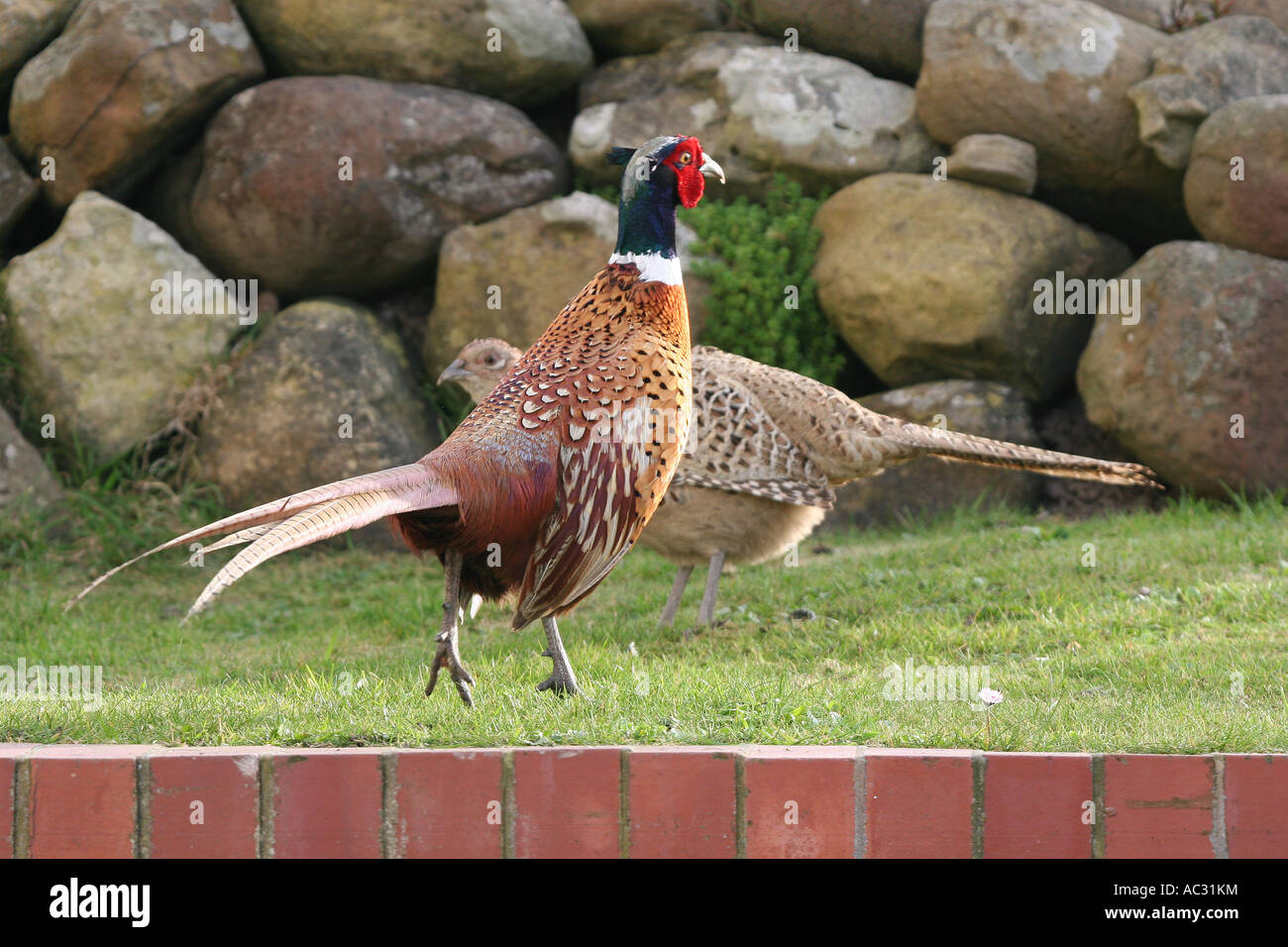Male and female pheasant hi-res stock photography and images - Alamy