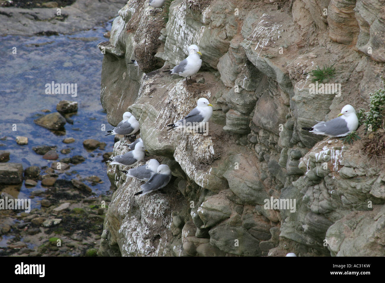 Seabirds nesting and resting on cliff face Stock Photo - Alamy