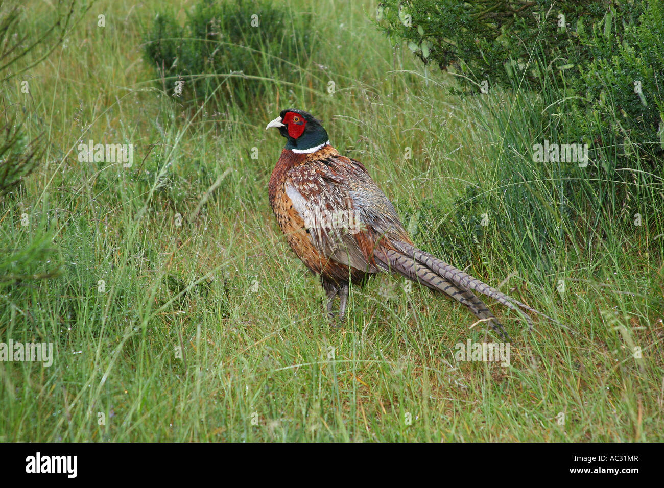 Close shot of male common Pheasant in breeding plumage and in long ...