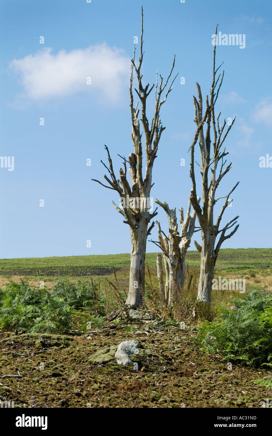 Dead Trees in Field of ferns Stock Photo - Alamy